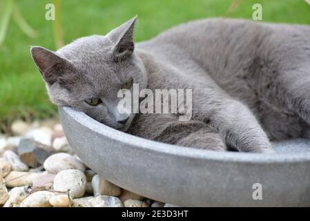 Russian gray cat resting in the garden bowl Stock Photo - Alamy
