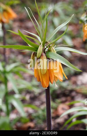 Fritillaria imperialis. This spring blooming perennial has a pungent ...