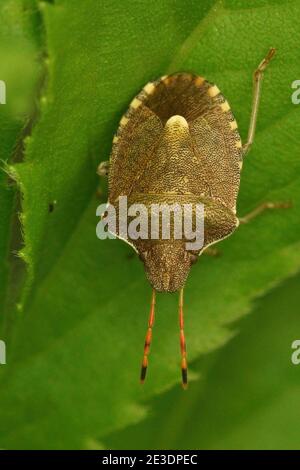 Vernal shieldbug (Peribalus strictus Stock Photo - Alamy