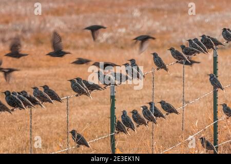 European Starlings, Sturnus vulgaris, at Malheur National Wildlife ...