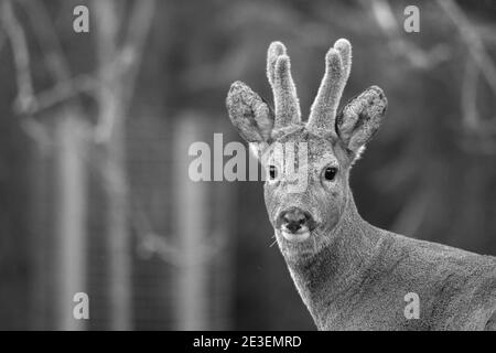 Durrington Cemetery Deer Stock Photo - Alamy