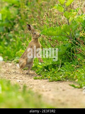 A large hare with standing long ears sits on the green summer grass ...
