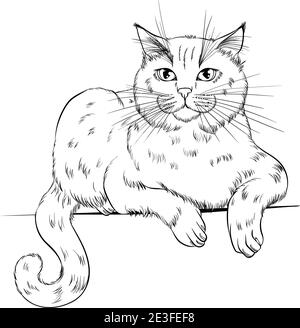 Cute cartoon British shorthair cat with text vector clipart. Pedigree ...