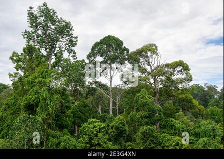 rainforest canopy and emergent layer Stock Photo - Alamy