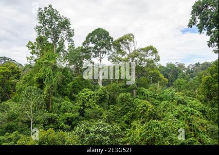 rainforest canopy and emergent layer Stock Photo - Alamy