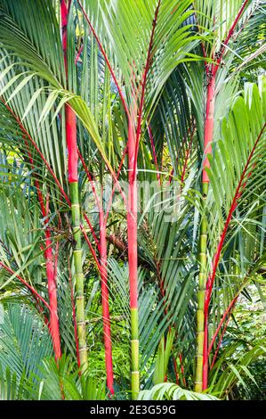 Sealing wax palm red palm cyrtostachys renda Stock Photo - Alamy