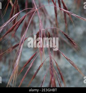 Close up Poaceae grass flower countryside of thailand Stock Photo - Alamy