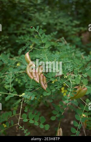 Colutea arborescens flower and fruit close up Stock Photo - Alamy