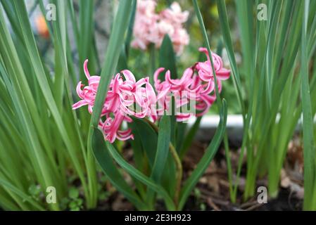 Hyacinthus orientalis colorful flowers Stock Photo - Alamy