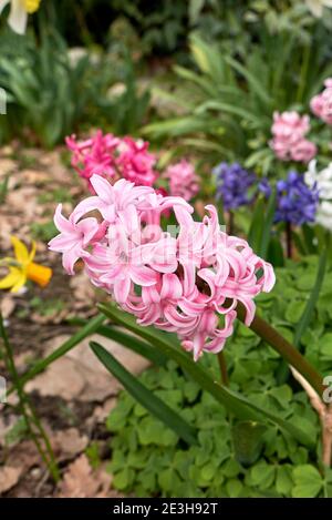 Hyacinthus orientalis colorful flowers Stock Photo - Alamy