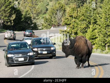 A large buffalo causes a traffic jam as it crosses a highway in ...