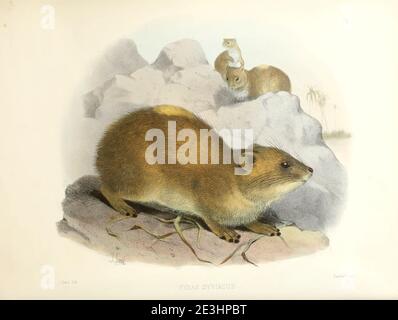 The rock hyrax, also called Cape hyrax, rock rabbit, and coney, is a ...