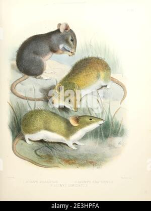 Cairo Spiny Mouse (Acomys cahirinus) Photographed in the Carmel ...