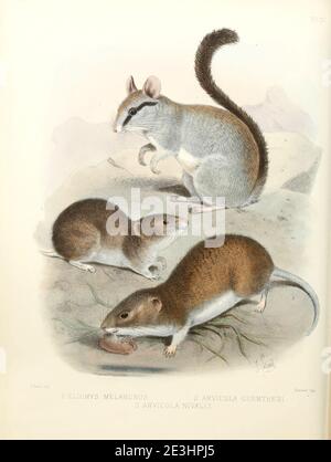 Snow Vole (Microtus nivalis Stock Photo - Alamy