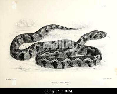 Daboia palaestinae also known as the Palestine viper and scientifically ...