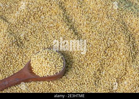 View of foxtail millet (also known as Italian millet) which is a ...