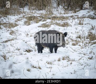 Wild boar in the snow, Black Forest, Germany Stock Photo - Alamy