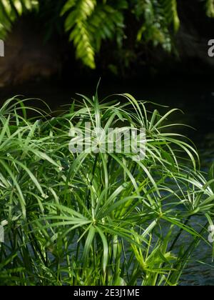 Umbrella papyrus (Cyperus alternifolius flabelliformis Stock Photo - Alamy