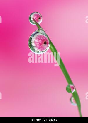 Reflection of the flower inside dew drops Stock Photo - Alamy