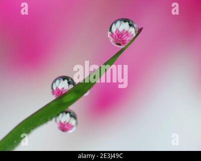 Reflection of the flower inside dew drops Stock Photo - Alamy