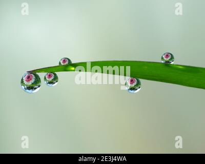 Reflection of the flower inside dew drops Stock Photo - Alamy