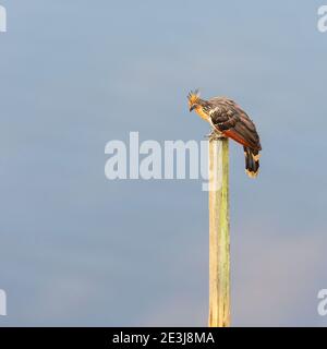 Hoatzin, Amazon Rainforest Stock Photo - Alamy