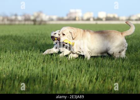 two sweet yellow labradors playing at the seashore in summer Stock ...