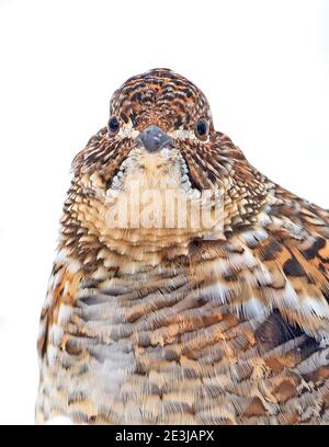 Ruffed grouse closeup isolated against a white background walking in ...
