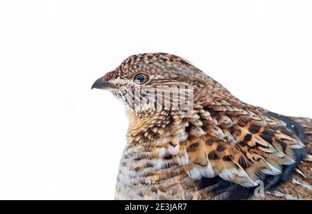 Ruffed grouse closeup isolated against a white background walking in ...