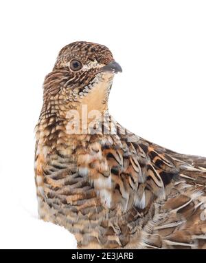 Ruffed grouse closeup isolated against a white background walking in ...