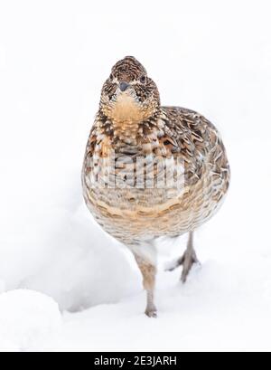 Ruffed grouse closeup isolated against a white background walking in ...