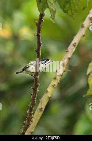 Yellow-rumped Tinkerbird (Pogoniulus bilineatus ) Drinking Water Stock ...