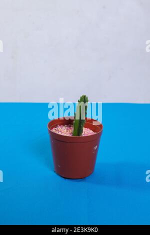 candlestick cactus with decorative stones ideal for desks Stock Photo ...