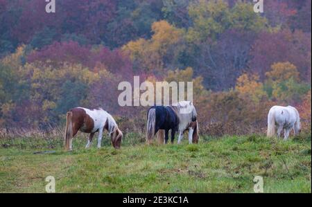 Wild ponies, one being the famous Fabio, graze at Greyson Highlands ...