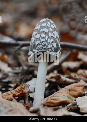 Coprinopsis picacea also known as Magpie fungus poisonous mushrooms in ...
