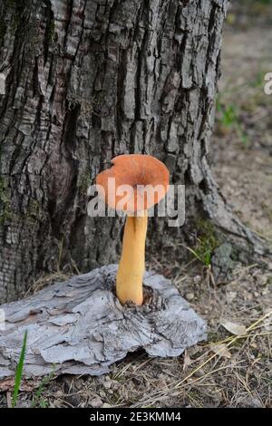 Lactarius volemus, delicious edible wild mushroom, with lot of common ...