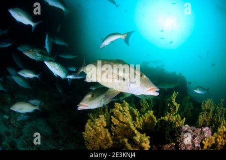 A school of long-nose Emperor fish in hunting textures swarm on a hard ...