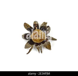 Geastrum rufescens fungus, commonly known as the rosy earthstar ...