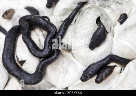 Clutch of Australian Diamond Python's hatching Stock Photo - Alamy