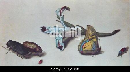 Margaretha de Heer - Iris with 4 beetles and a butterfly Stock Photo ...