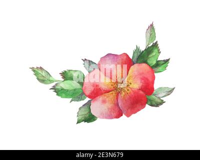 Watercolor easter garden elements flower set, rose, leaves Stock Photo ...