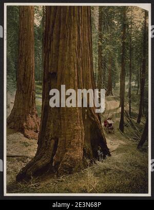 Mariposa Grove of big trees. Three graces Stock Photo - Alamy