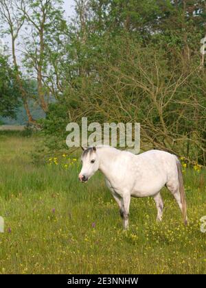 An overweight grey Welsh pony stands in a paddock Stock Photo - Alamy