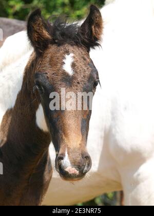 Close-up of gypsy cob horse face and head showing blue wall eye ...