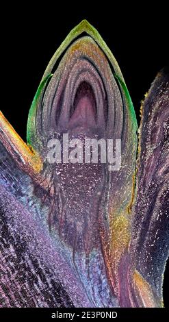 Node of a vascular plant stem. Photomicrograph X50 at 10 cm wide Stock ...