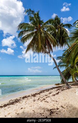 View at palms on the Caribbean beach Stock Photo - Alamy
