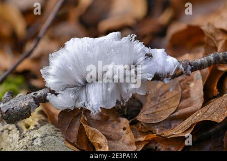 Hair ice, Ice hair on wood, hairy ice look like white hair, fine ice ...