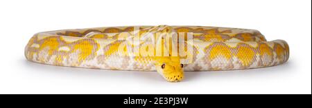 Full body shot of Lavender Albino Reticulated python aka Malayopython ...