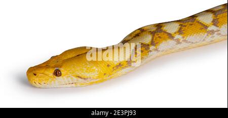 Head shot of Lavender Albino Reticulated python aka Malayopython ...