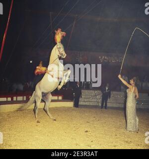 Dressage of horses, Rancy Circus, Lyon, France Stock Photo - Alamy